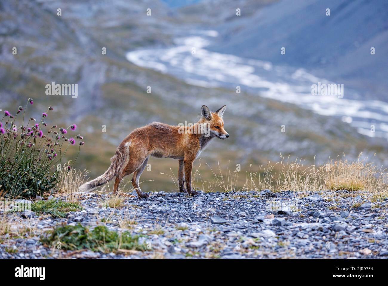 red fox on Gemmi Pass in Valais Stock Photo - Alamy
