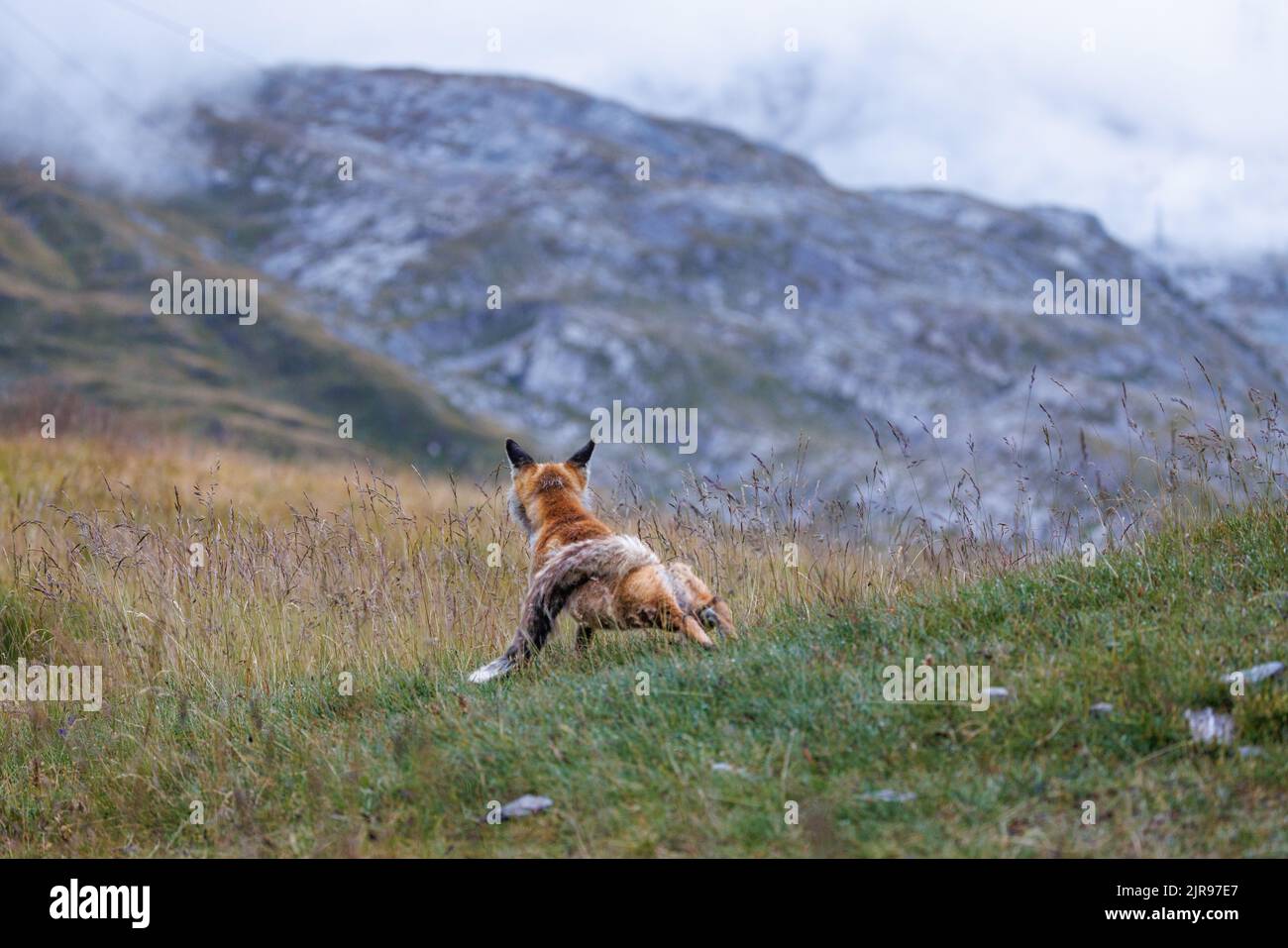 red fox stretching on Gemmi Pass in Valais Stock Photo - Alamy