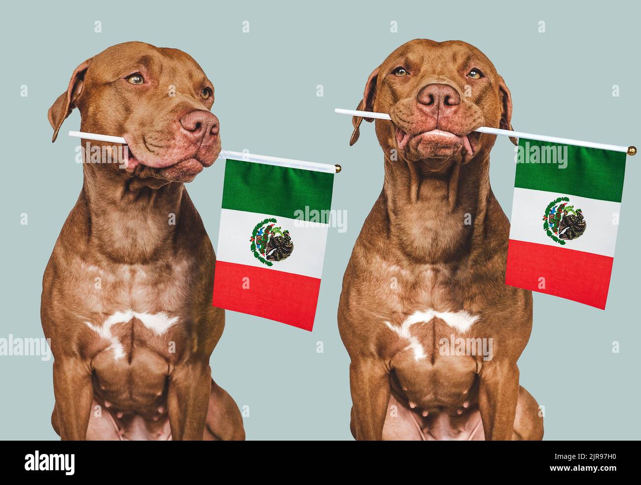 Mexican Pitbull Dogs