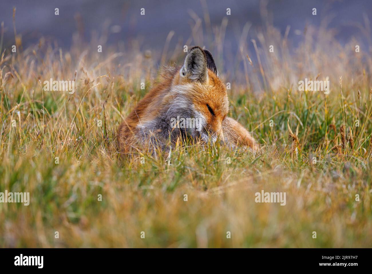 beautiful red fox (vulpes vulpes) sleeping in high alpine grass in Valais Stock Photo - Alamy