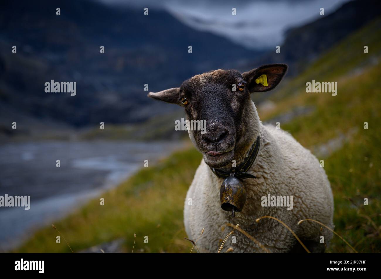 portrait of a mountain sheep in valais Stock Photo - Alamy