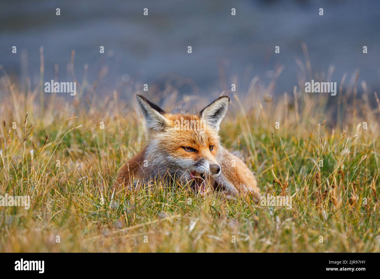 beautiful red fox (vulpes vulpes) yawning in high alpine grass in Valais Stock Photo - Alamy