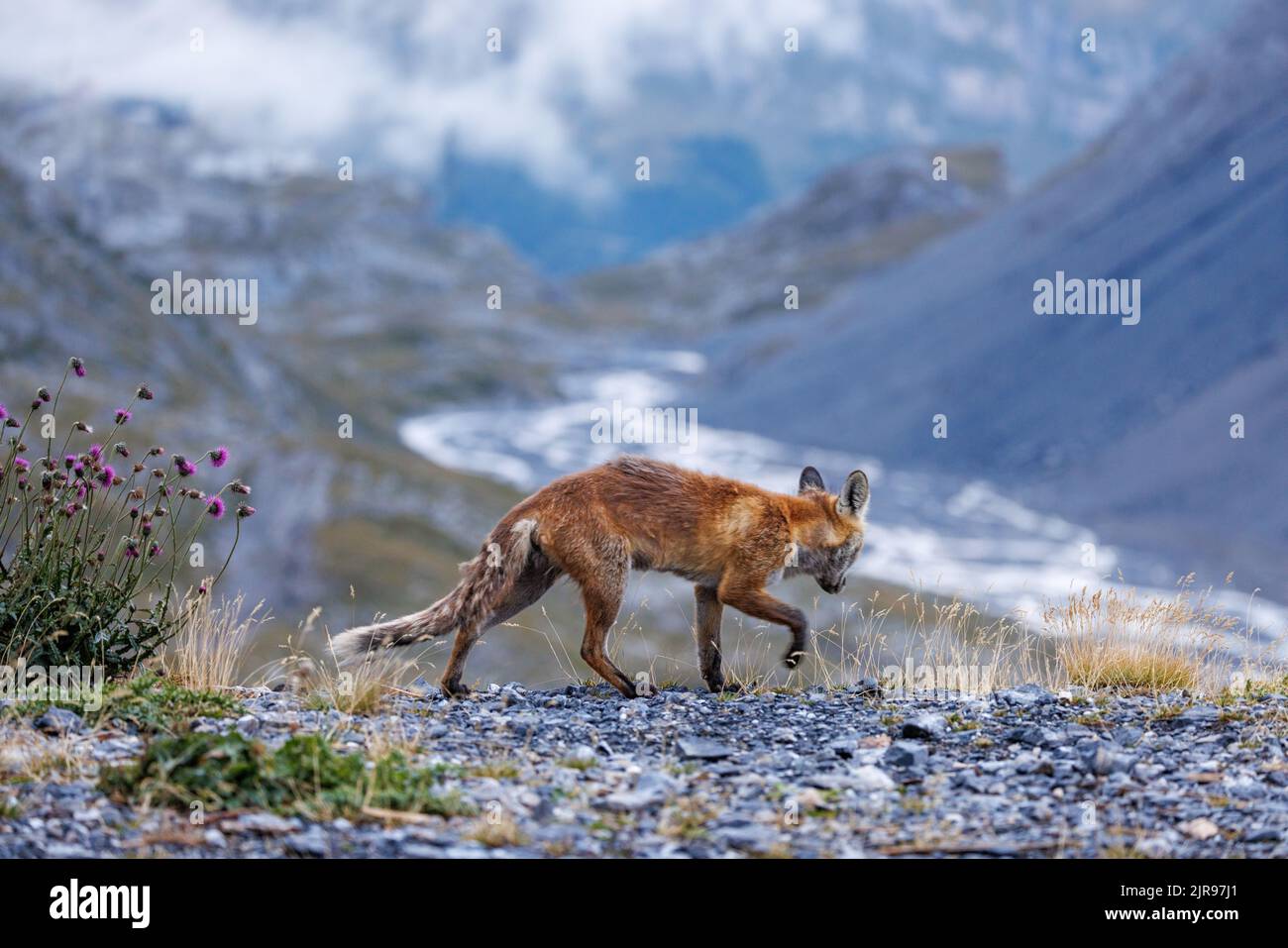 red fox walking on Gemmi Pass in Valais Stock Photo - Alamy