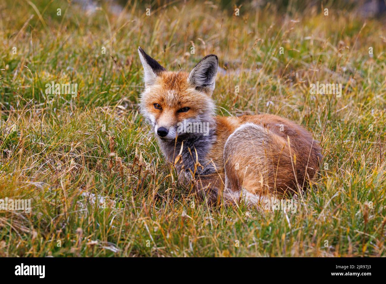 beautiful red fox (vulpes vulpes) lying in high alpine grass in Valais Stock Photo - Alamy
