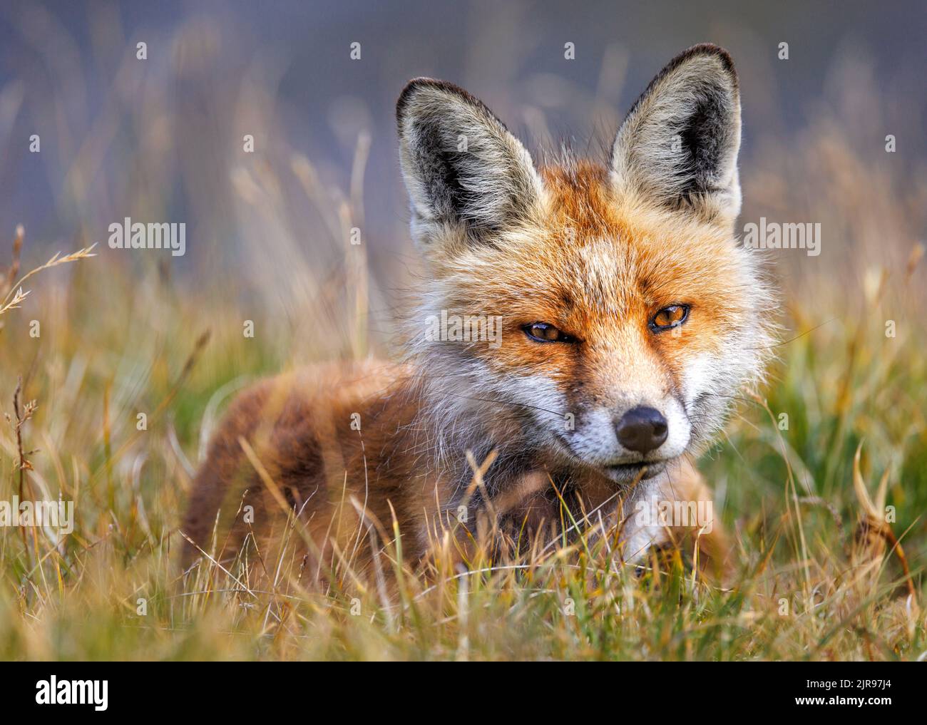 beautiful red fox (vulpes vulpes) lying in high alpine grass in Valais ...