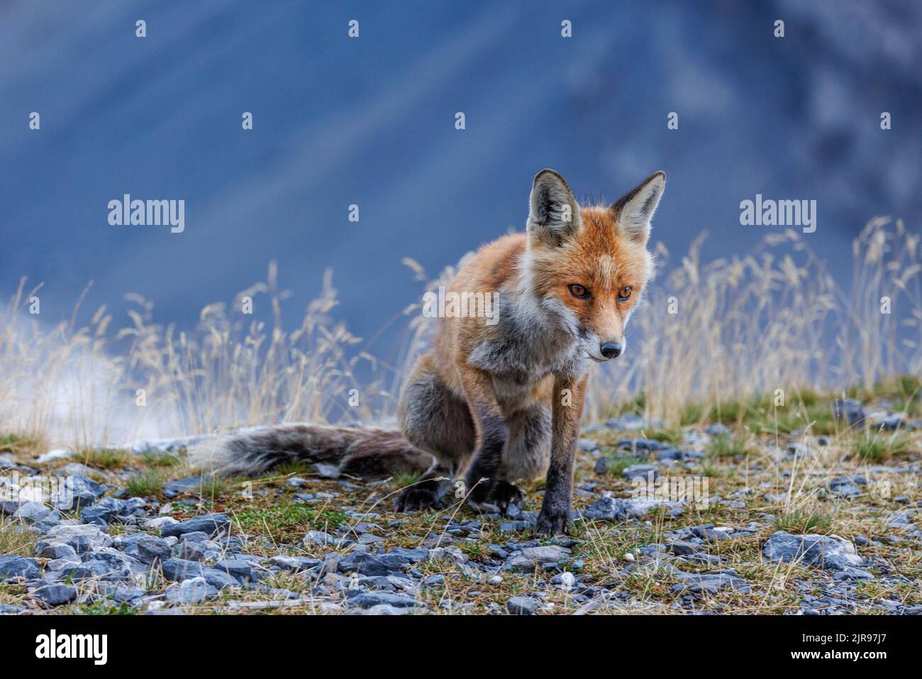 Red fox schweiz hi-res stock photography and images - Alamy