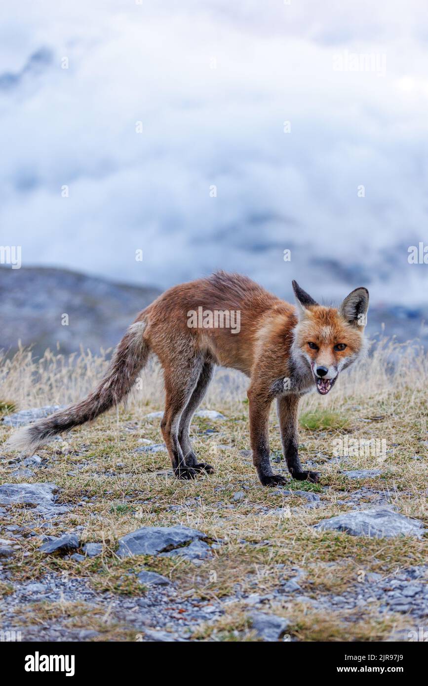 red fox (Vulpes vulpes) eating on Gemmi Pass in Valais Stock Photo - Alamy