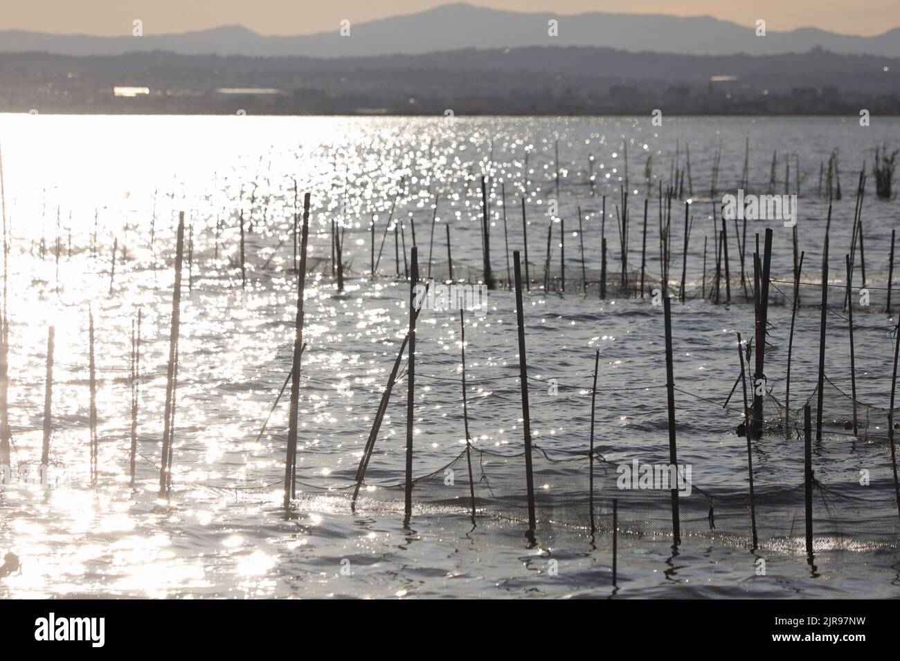 A view of the rice fields at sunset in Albufera lake, Valencia Stock ...
