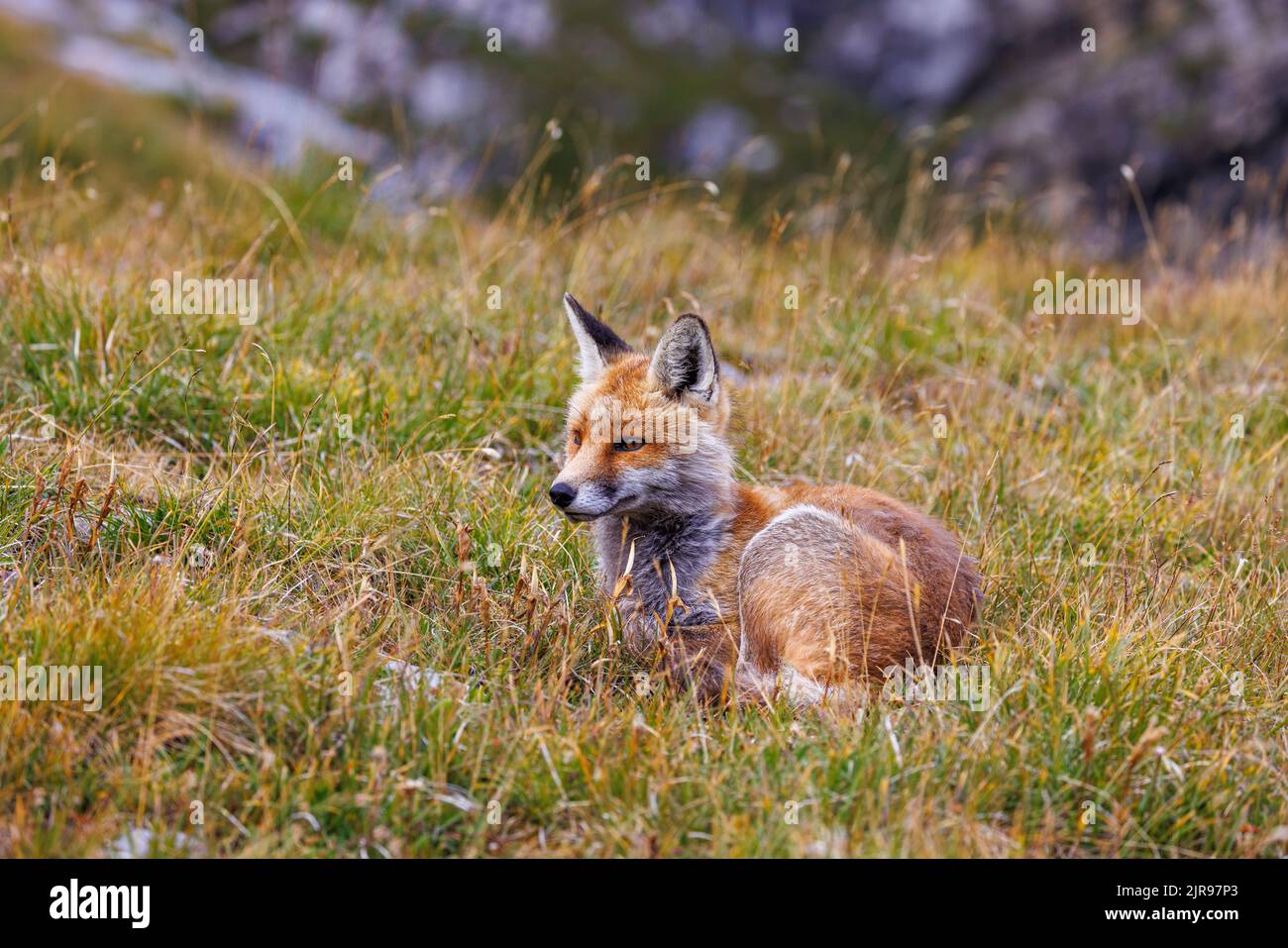 beautiful red fox (vulpes vulpes) lying in high alpine grass in Valais ...