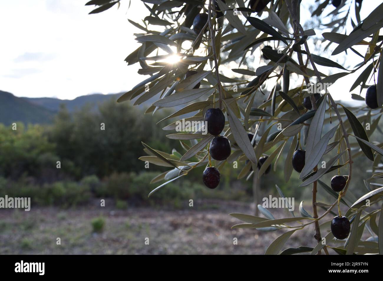 Olive Trees Greek Village Autumn Gathering Stock Photo - Alamy
