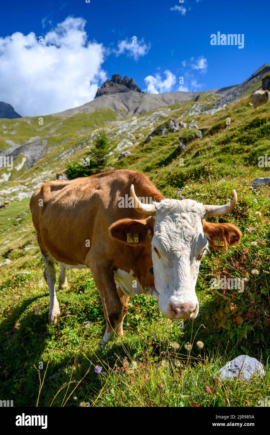 swiss simmental cow on an alpine meadow in Adelboden, Berner Oberland ...