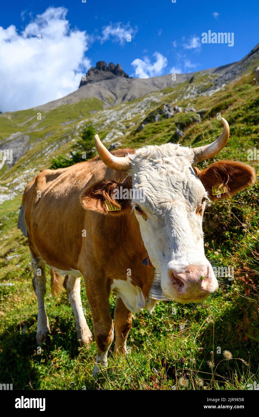 swiss simmental cow on an alpine meadow in Adelboden, Berner Oberland ...