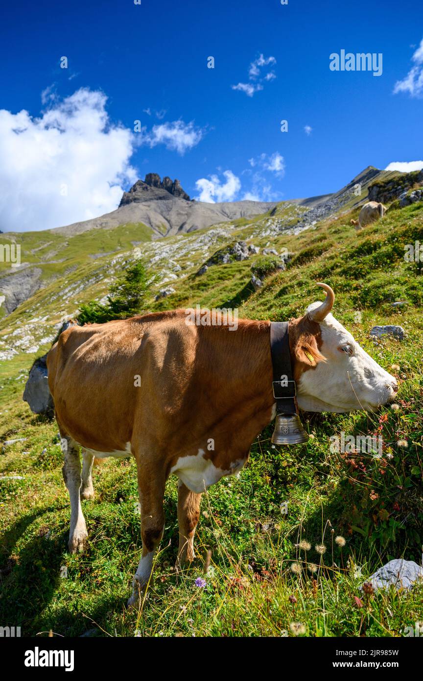 swiss simmental cow on an alpine meadow in Adelboden, Berner Oberland ...