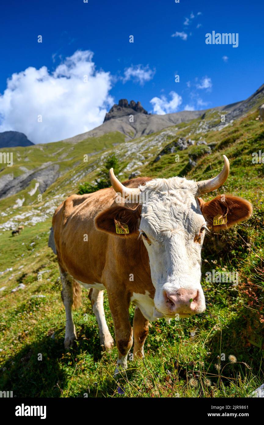 swiss simmental cow on an alpine meadow in Adelboden, Berner Oberland ...