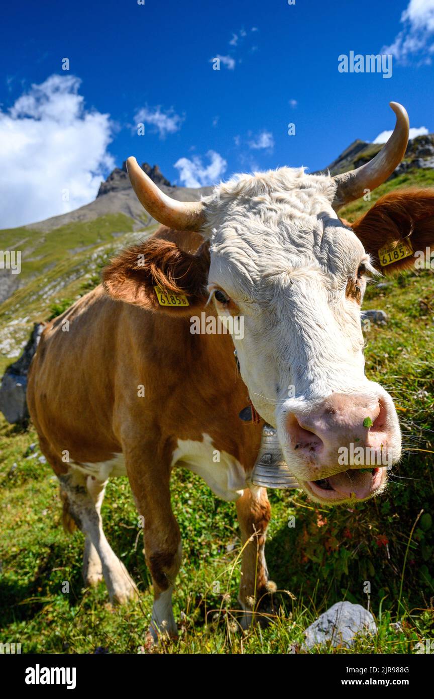 swiss simmental cow on an alpine meadow in Adelboden, Berner Oberland ...