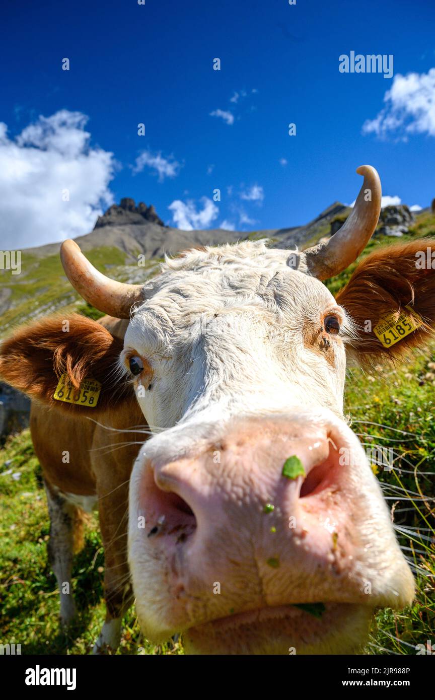 swiss simmental cow on an alpine meadow in Adelboden, Berner Oberland ...