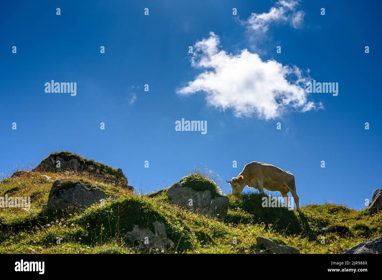 swiss simmental cow on an alpine meadow in Adelboden, Berner Oberland ...