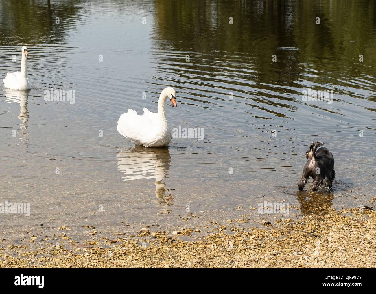A dog paddling in a lake and swans floating nearby warning the dog by ...