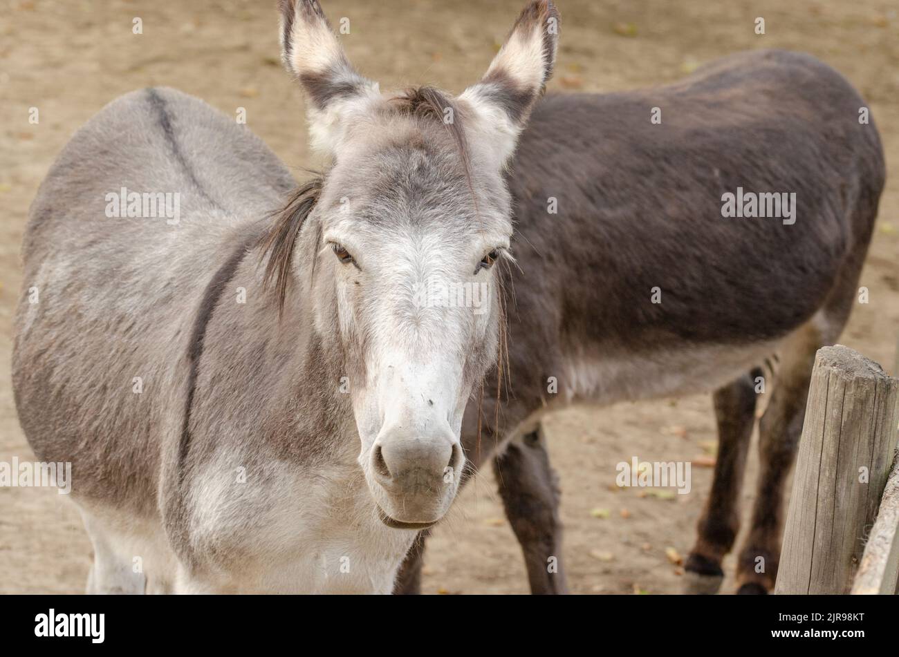 The donkey is a common pet around the world. Its ancestor is the ...
