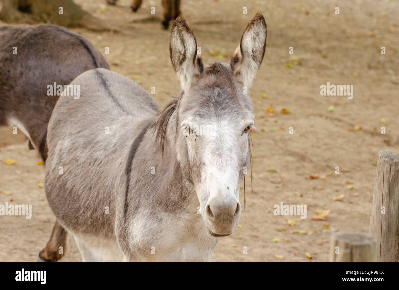The donkey is a common pet around the world. Its ancestor is the ...