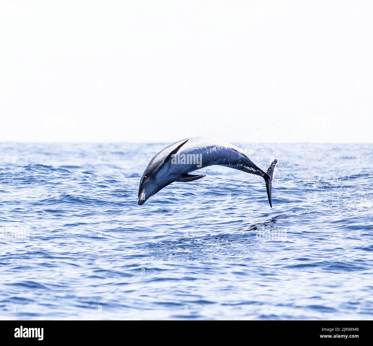 dolphin jumping in the ocean Stock Photo - Alamy