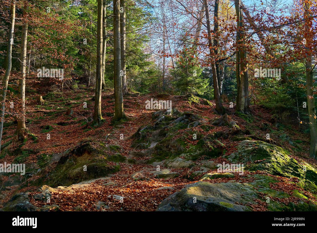 Autumn forest glade with stones and boulders in bright sunny colors ...