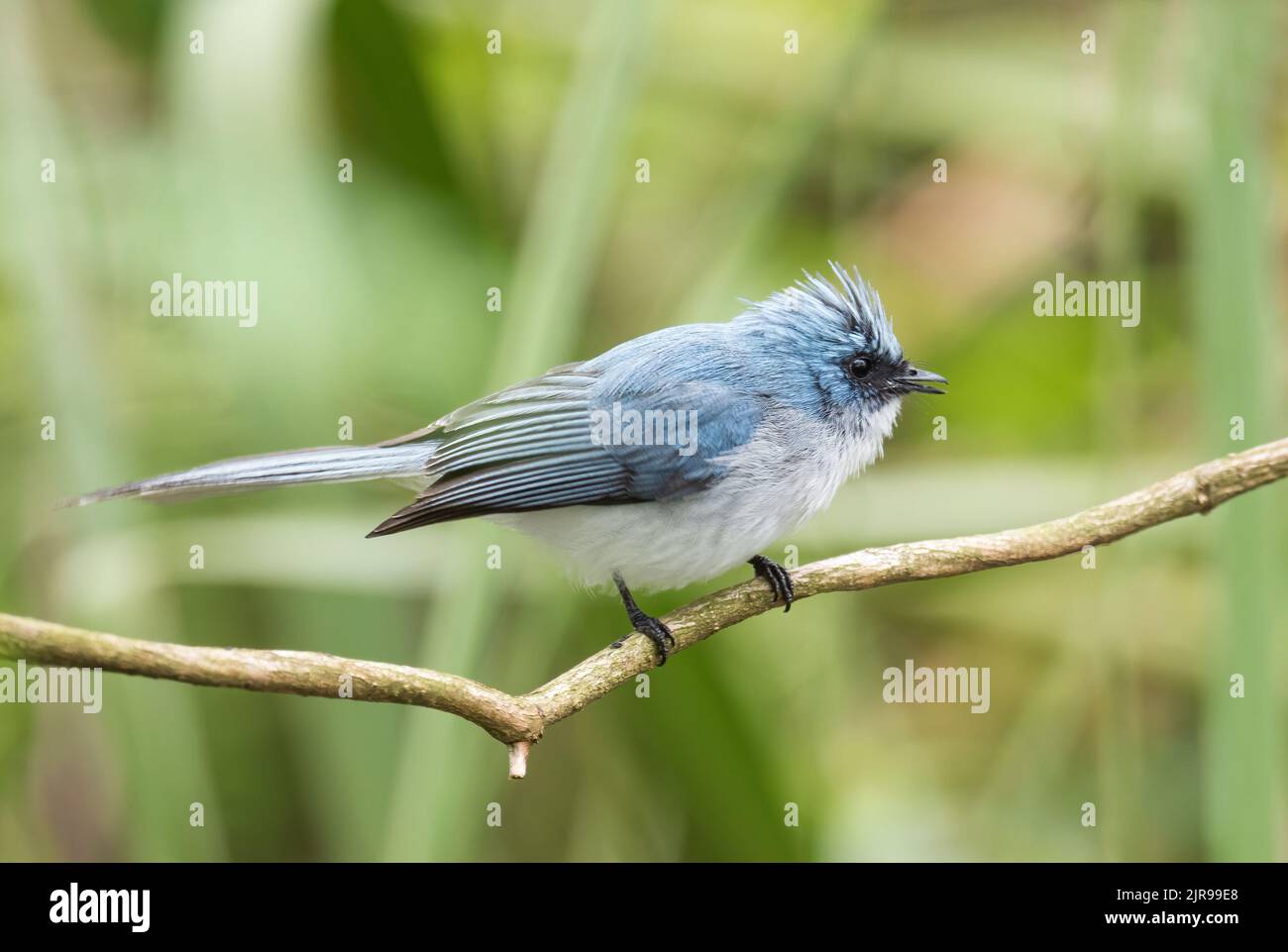 African Blue Flycatcher - Elminia longicauda, beautiful blue perching ...