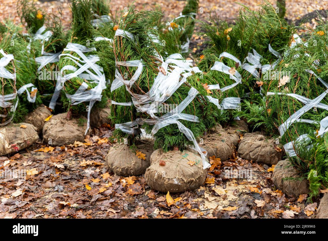 Row of many thuja or cedar wrapped tree aaplings delivering from plant ...