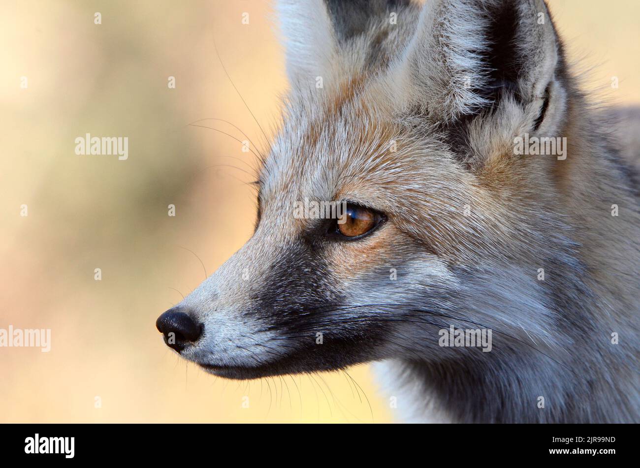 A Corsac Fox (Vulpes corsac) in the vicinity of Dzabagly, southern ...