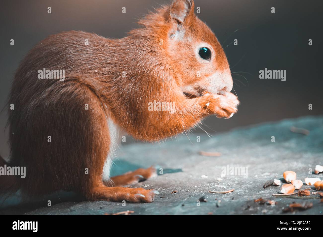 The close-up view of a cute Red squirrel eating hazelnuts on the stone ...