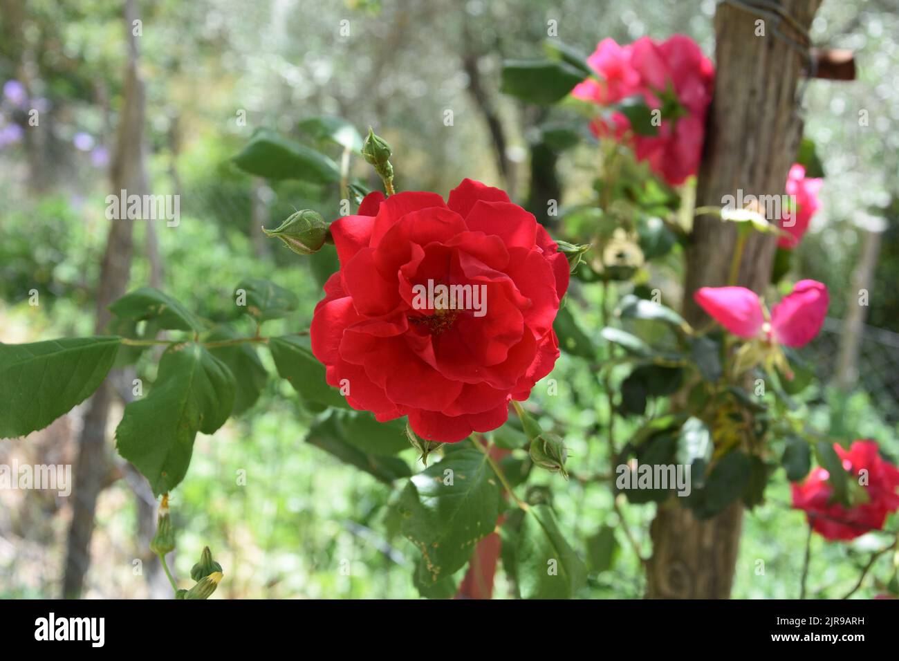 Beautiful Red Rose Flower In the Garden Stock Photo - Alamy
