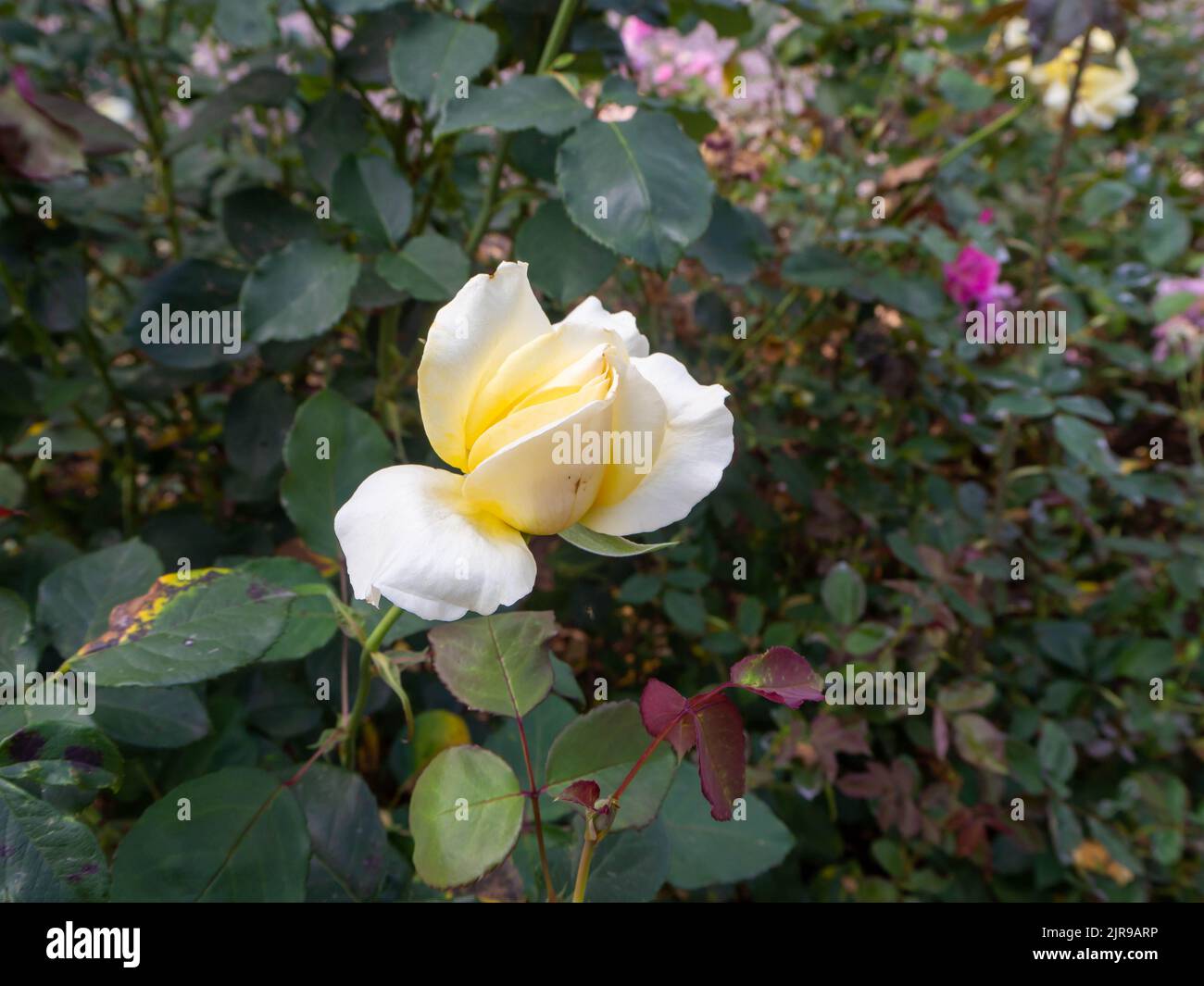 Pale yellow rose bud just beginning to open Stock Photo - Alamy