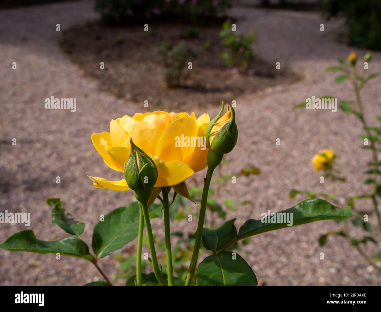 Large yellow multi petaled rose with a pair of buds on a blurred ...