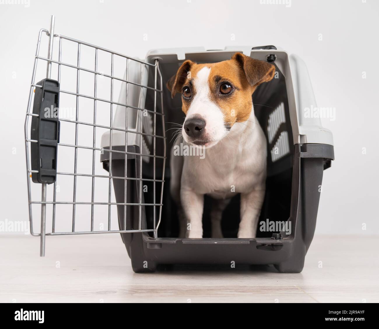 Jack Russell Terrier dog inside a travel box with open door Stock Photo ...