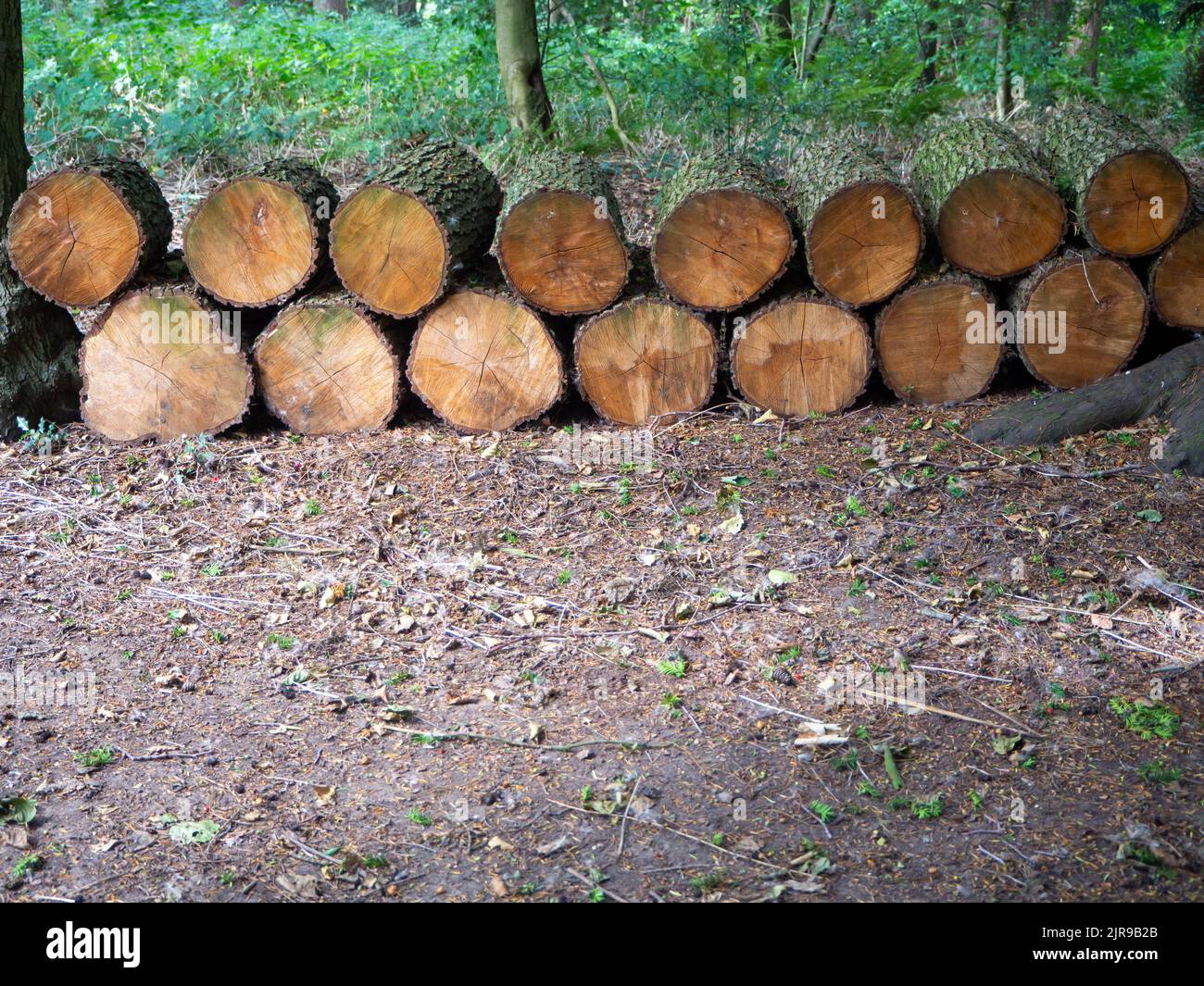 Large logs stacked horizontally in a Cheshire historic woodland Stock ...