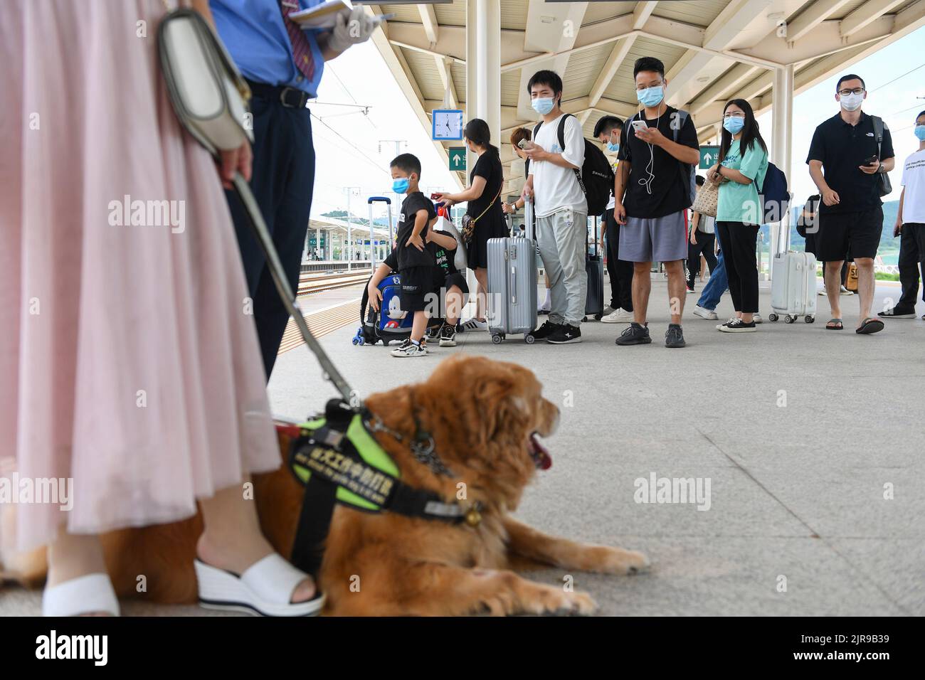 Guide dog train station hi-res stock photography and images - Alamy