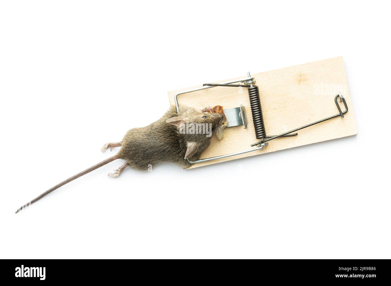 Dead house mouse in a mousetrap isolated on a white background Stock ...