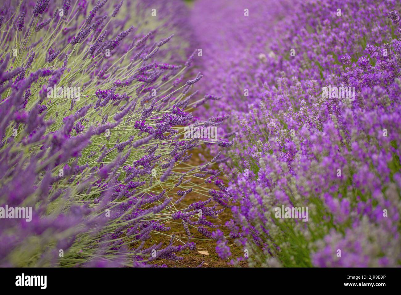 Rows of lavender in an english lavender field Stock Photo - Alamy