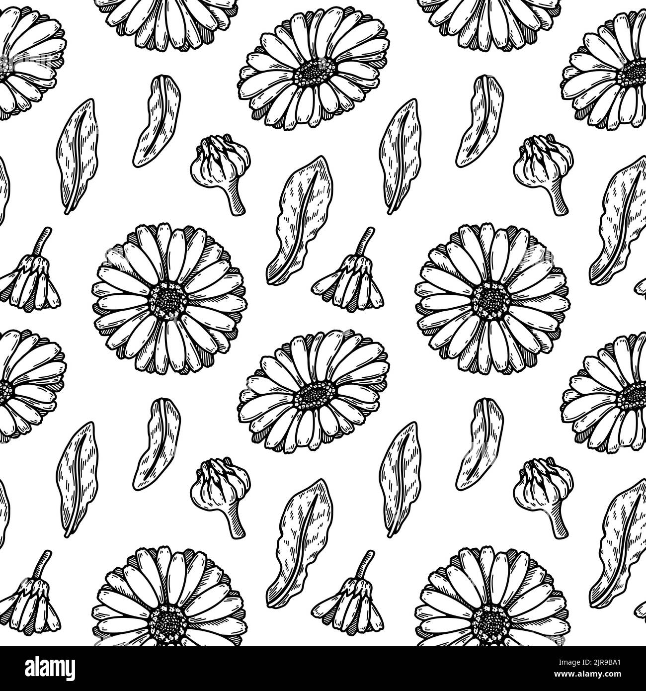 Hand drawn calendula seamless pattern. Medicinal plant botany design ...