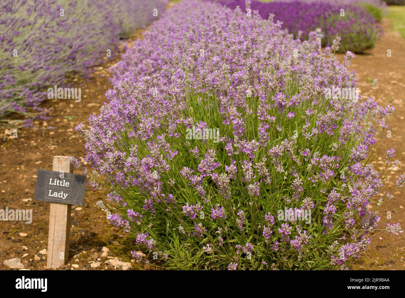 Rows of lavender in an english lavender field Stock Photo - Alamy