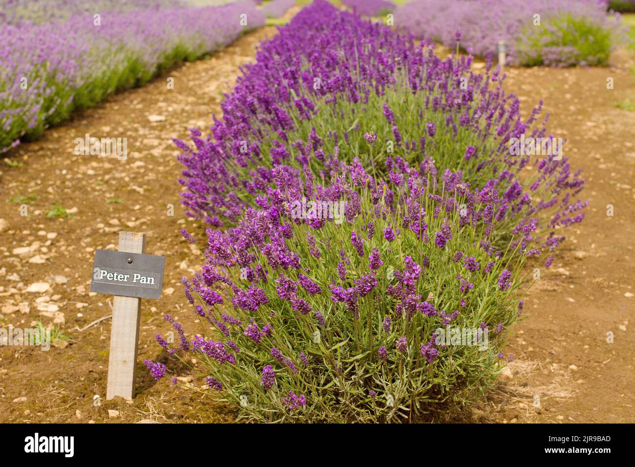 Rows of lavender in an english lavender field Stock Photo - Alamy