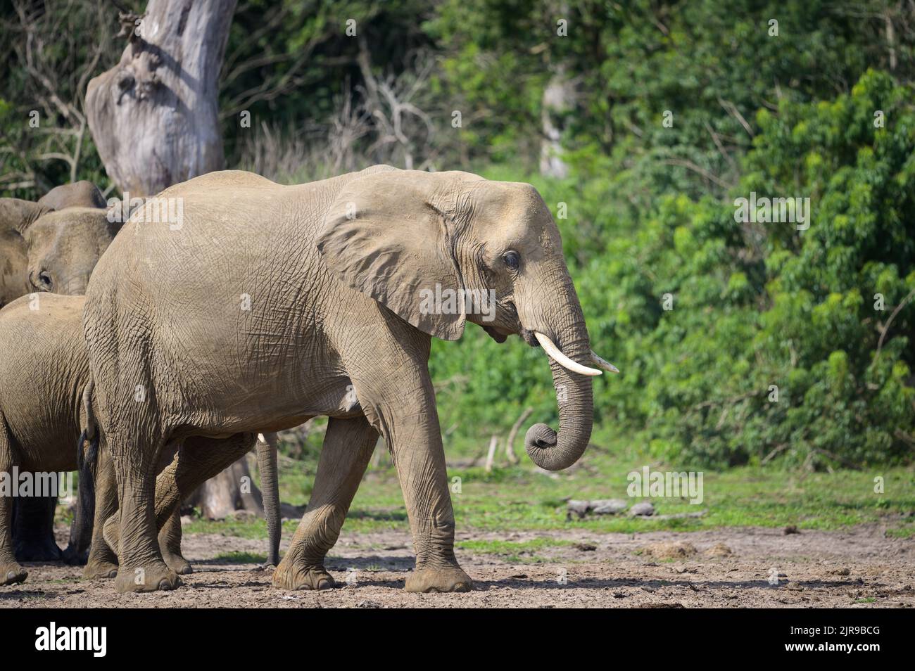 African bush elephants in Murchinson Falls National Park (Uganda ...