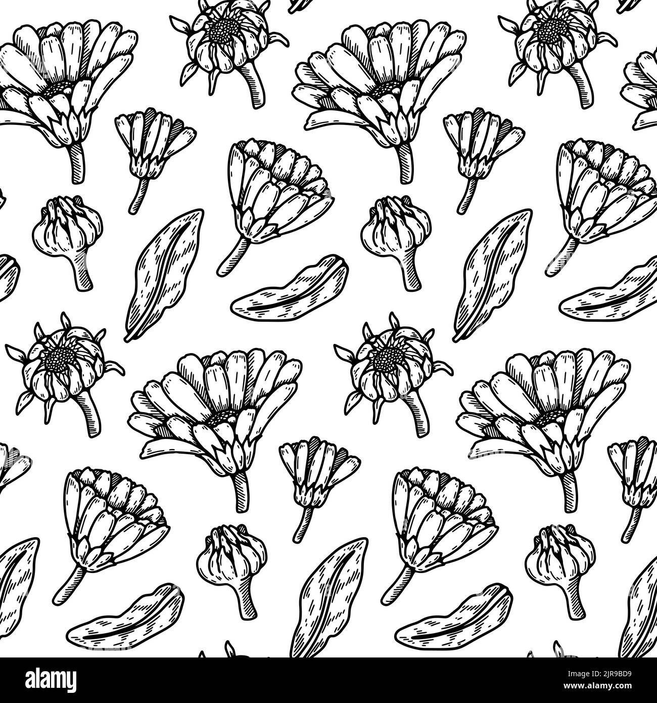 Hand drawn calendula seamless pattern. Medicinal plant botany design ...