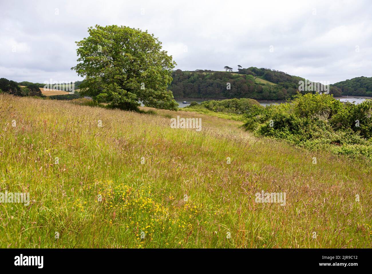 A wildflower meadow above the Percuil River on the Roseland Peninsula ...