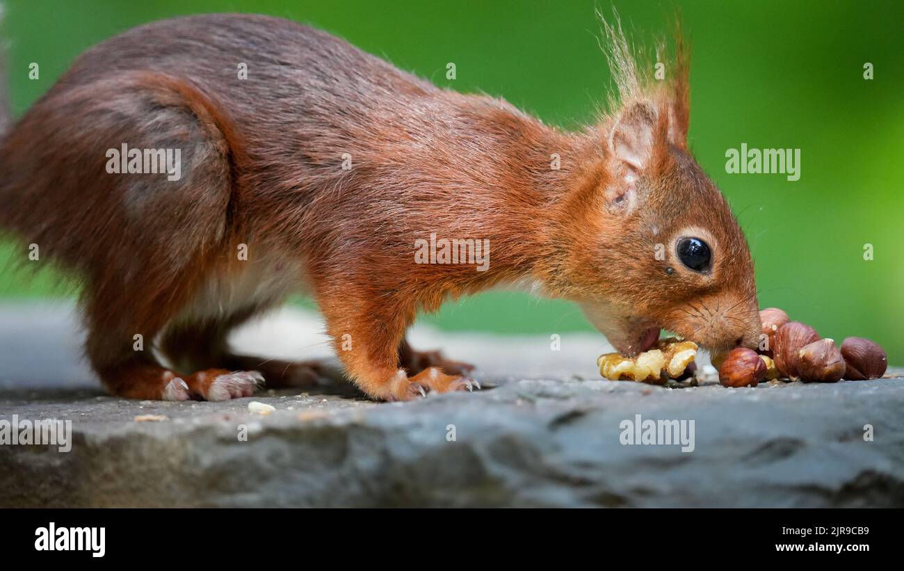 The close-up view of a Sciurus Vulgaris eating walnut and hazelnuts on ...