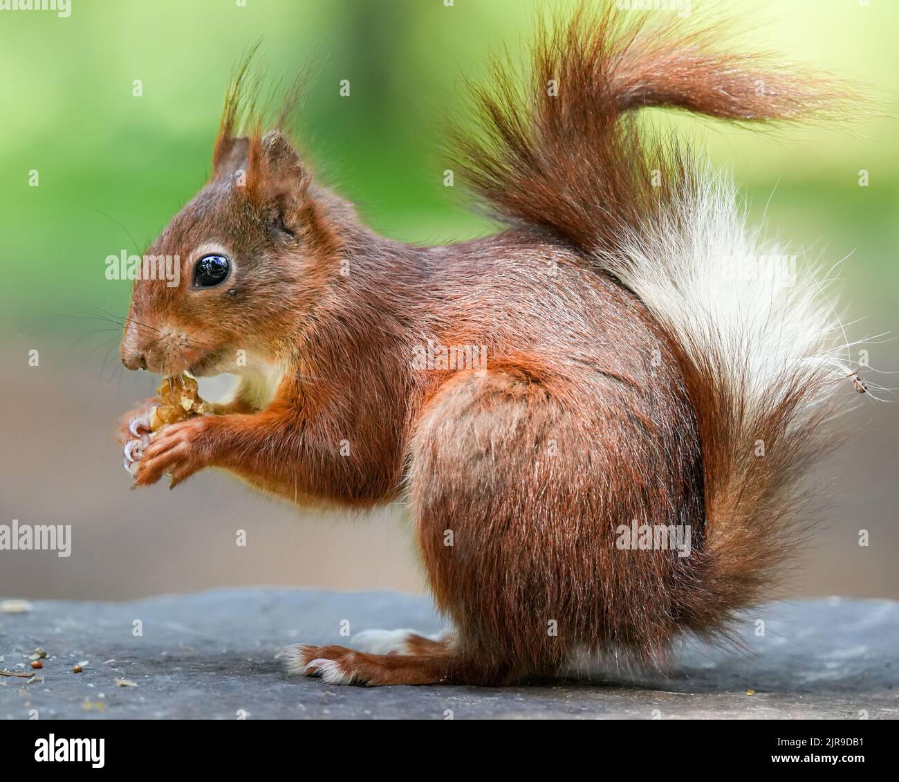 The macro of a Sciurius Vulgaris rodent eating a walnut on the stone ...