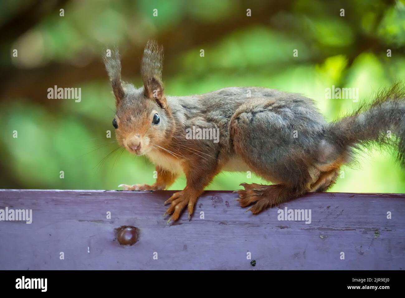The close-up view of a Sciurus Vulgaris on the wooden fence under the ...