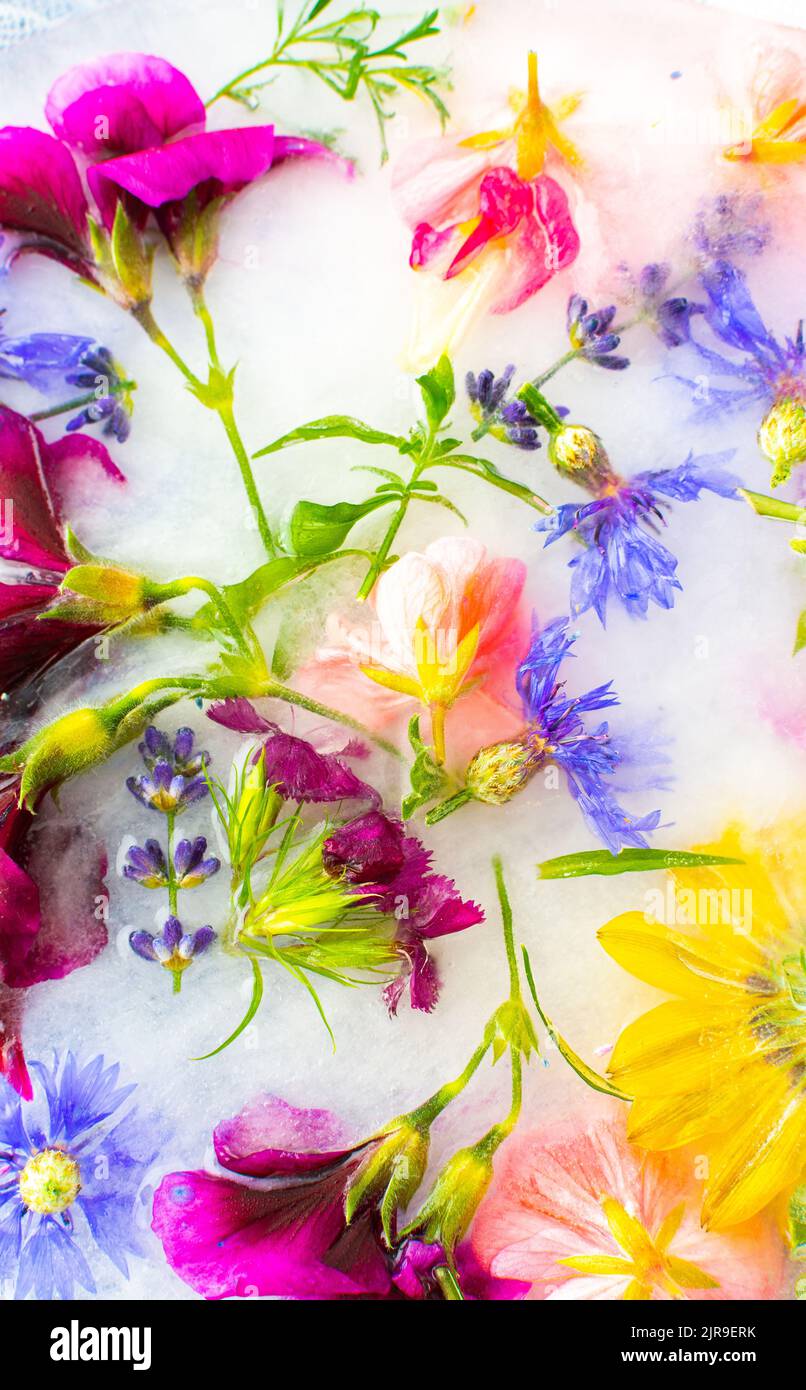 Summer background of frozen flowers in ice, cornflowers and geraniums ...