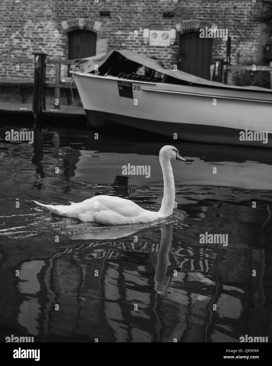 All natural swimming Black and White Stock Photos & Images - Alamy