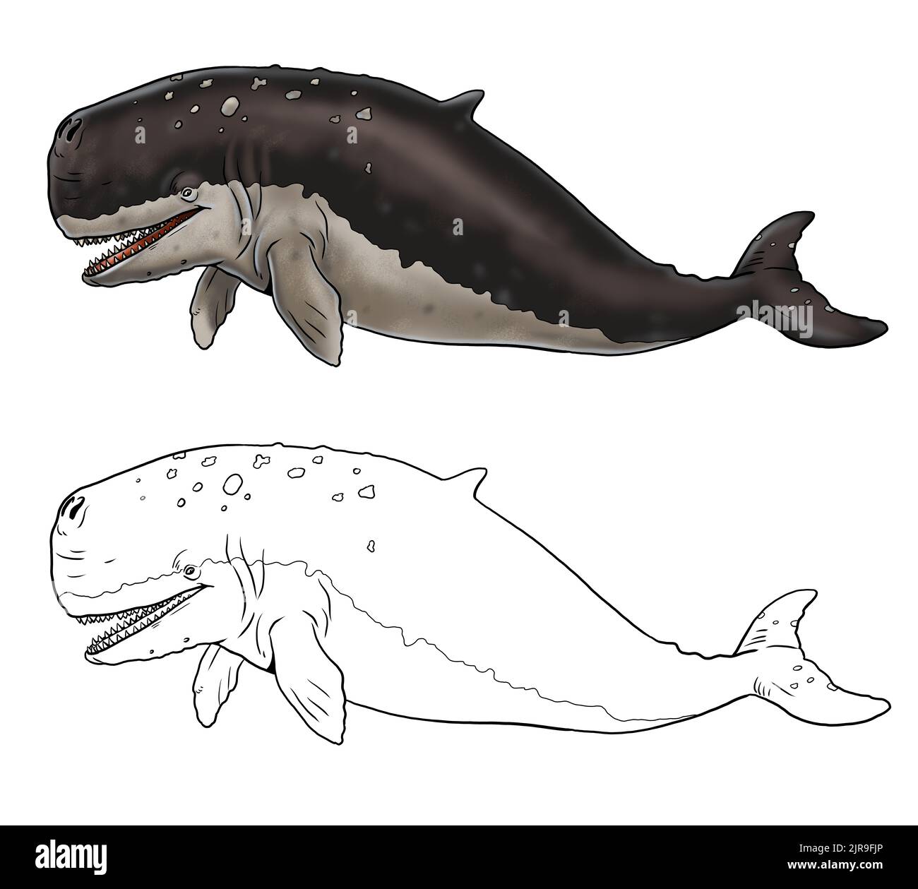 Prehistoric whale Livyatan. Silhouette illustration with extinct ...